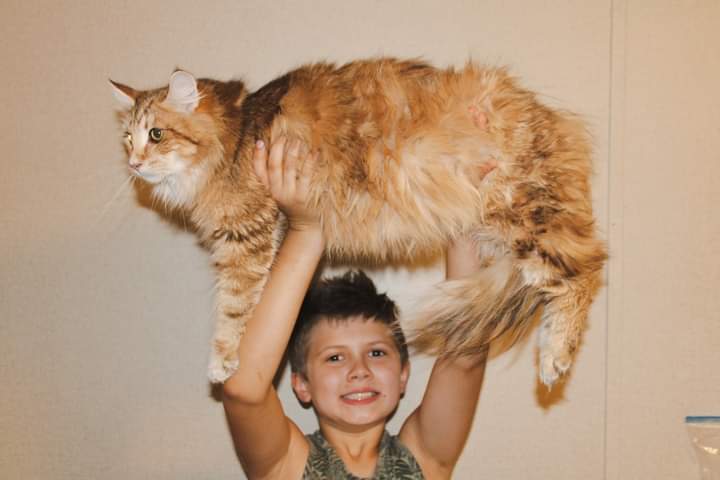 Goddess Cats Of The Forest