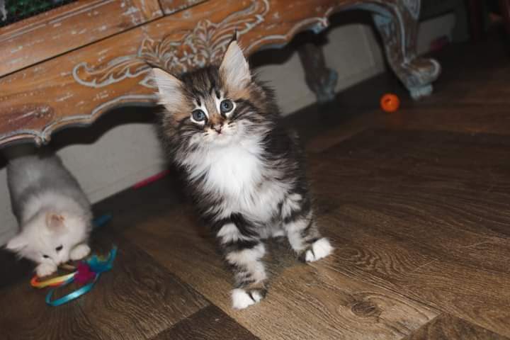 Goddess Cats Of The Forest