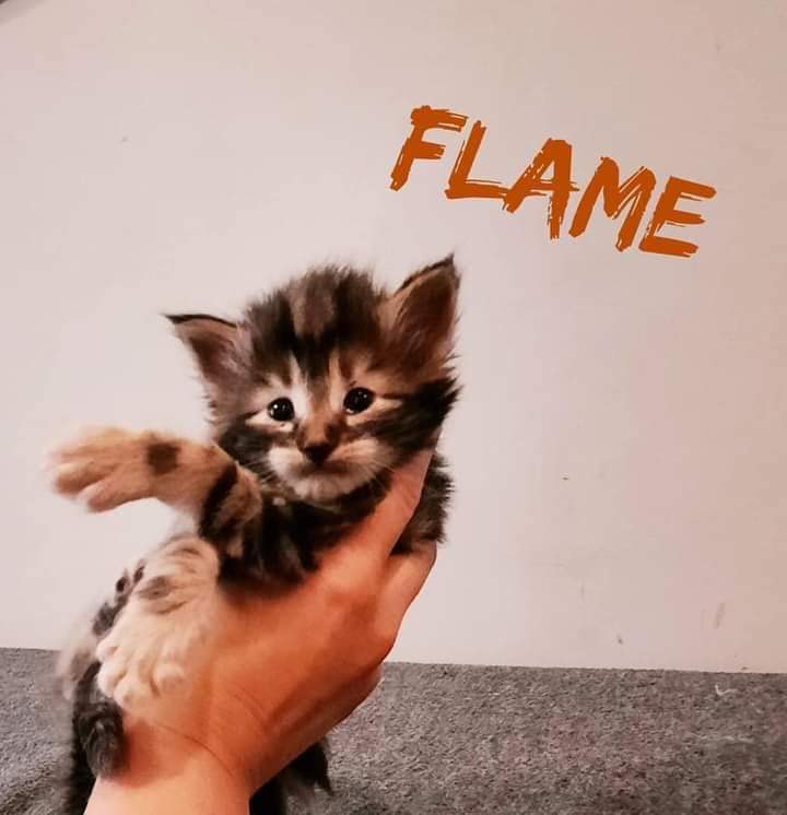 Past Kittens - Goddess Cats Of The Forest