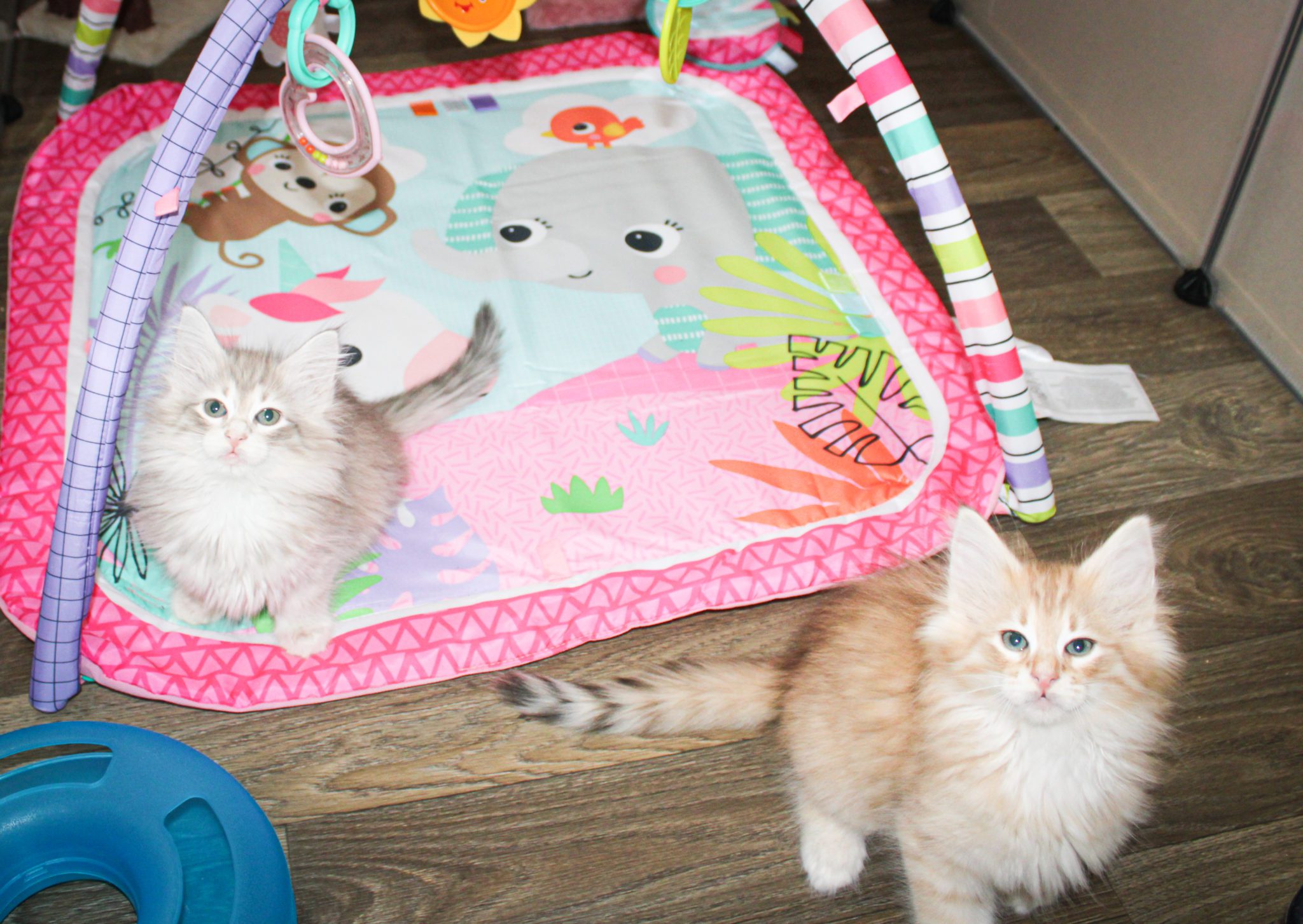 About Our Kittens - Goddess Cats Of The Forest