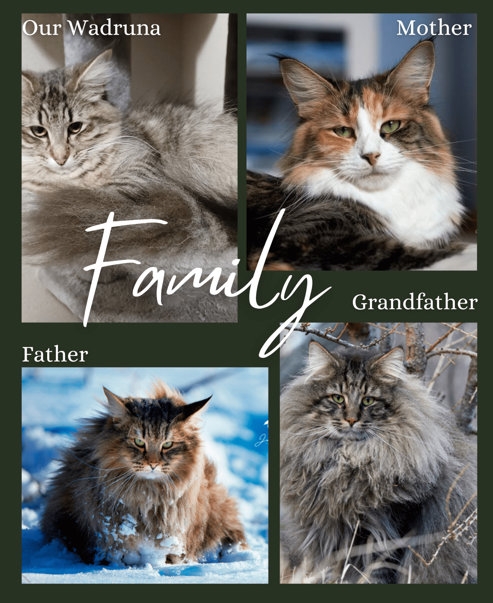 Our NFC Cats - Goddess Cats Of The Forest