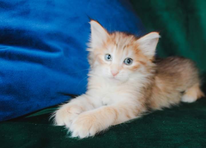 Goddess Cats Of The Forest