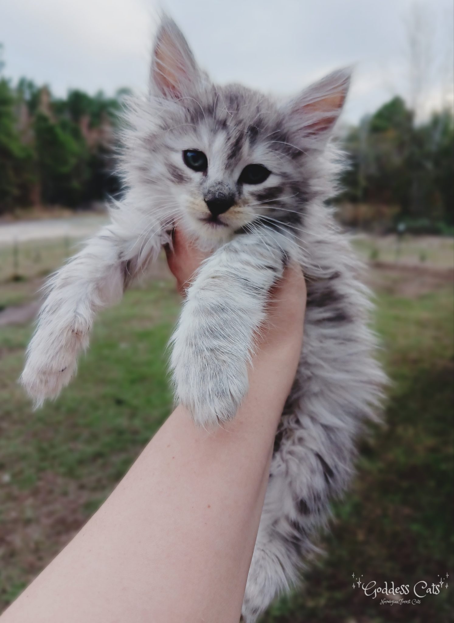 Goddess Cats Of The Forest