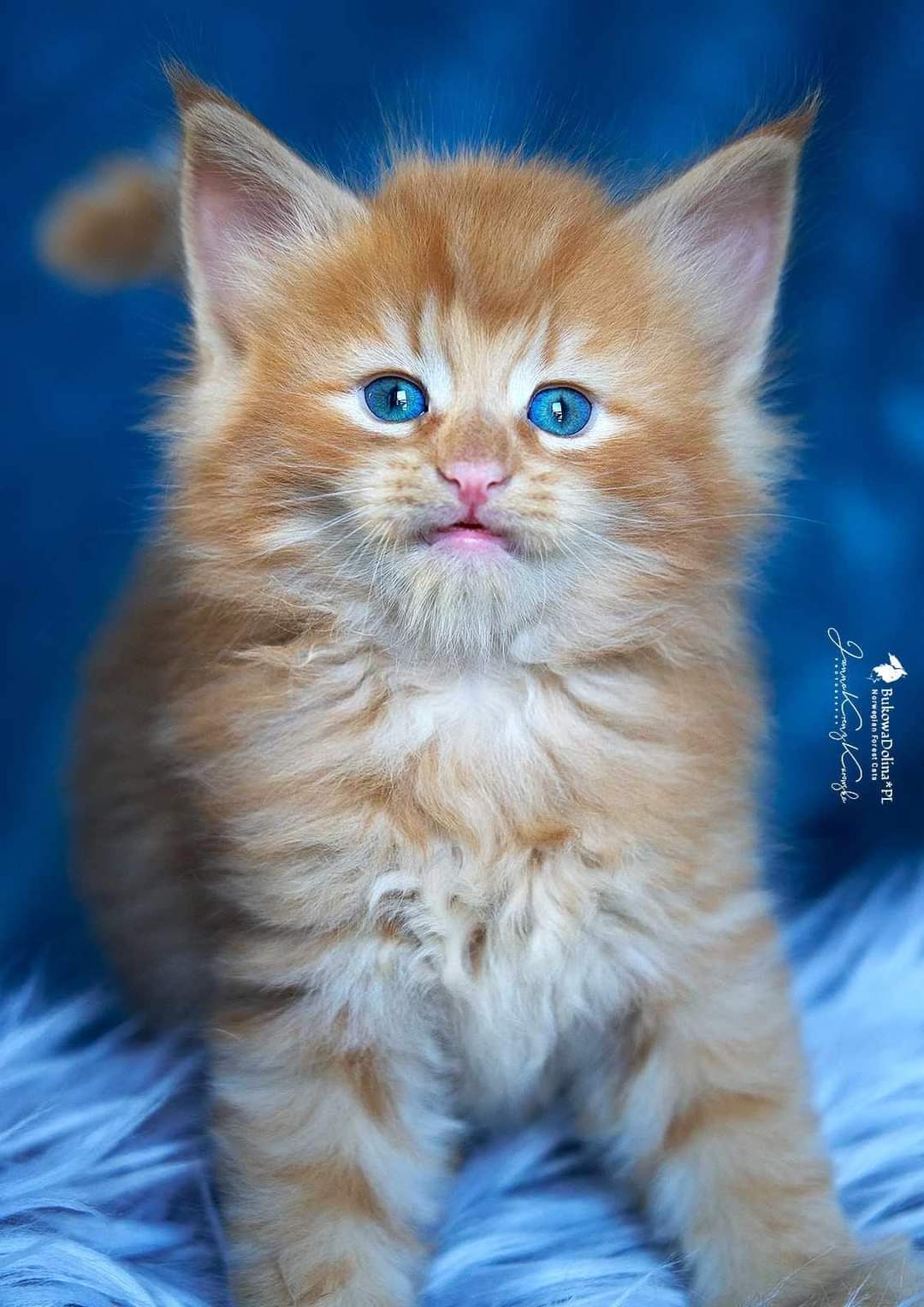 Our NFC Cats - Goddess Cats Of The Forest