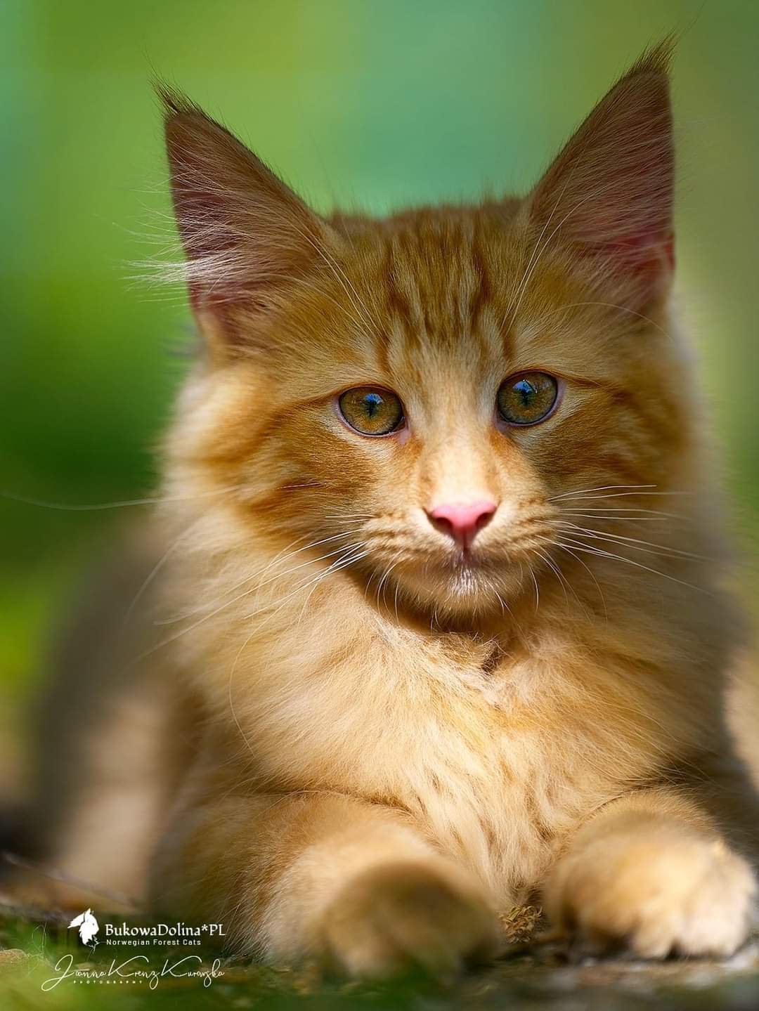 Our NFC Cats - Goddess Cats Of The Forest