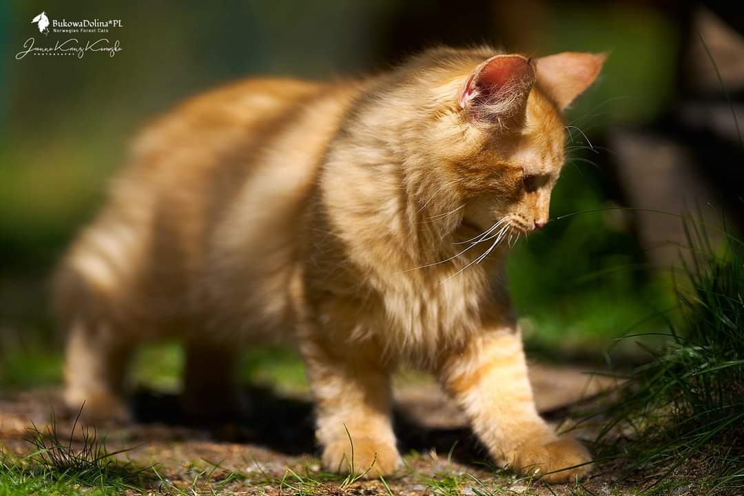 Our NFC Cats - Goddess Cats Of The Forest