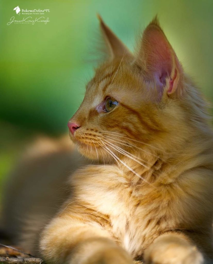 Our NFC Cats - Goddess Cats Of The Forest