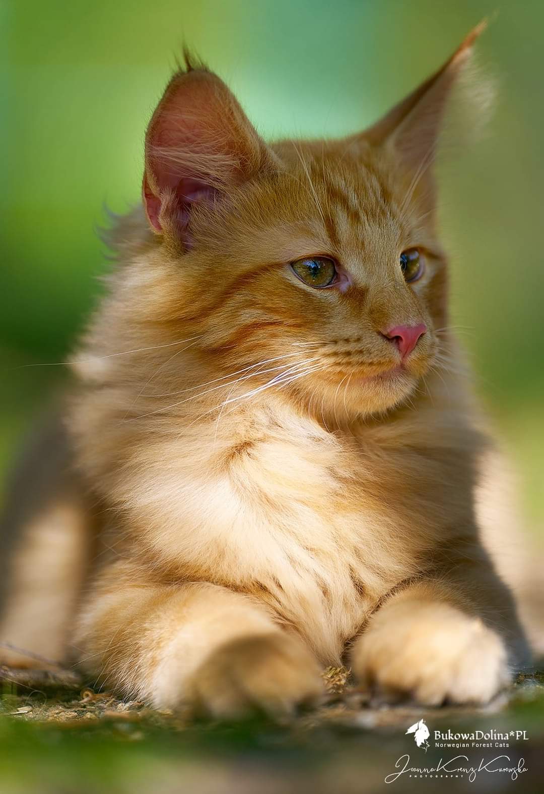 Our NFC Cats - Goddess Cats Of The Forest