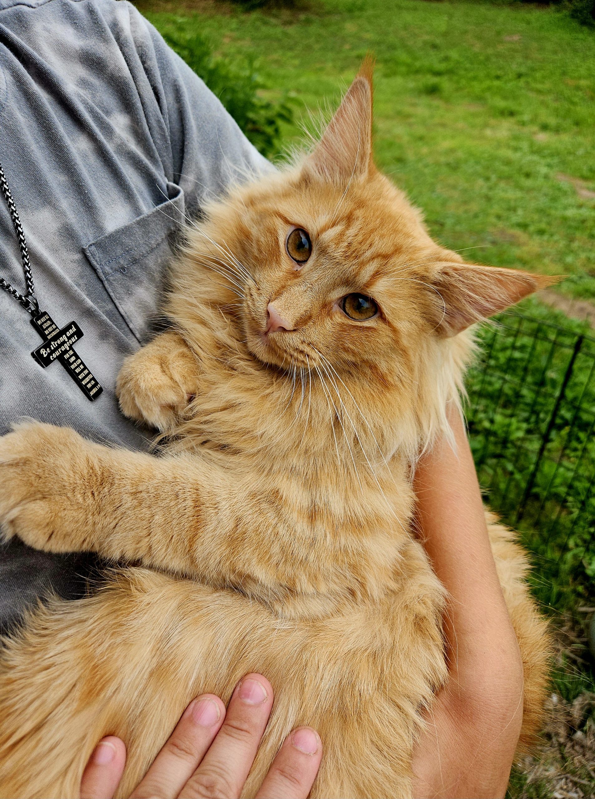 Our NFC Cats - Goddess Cats Of The Forest