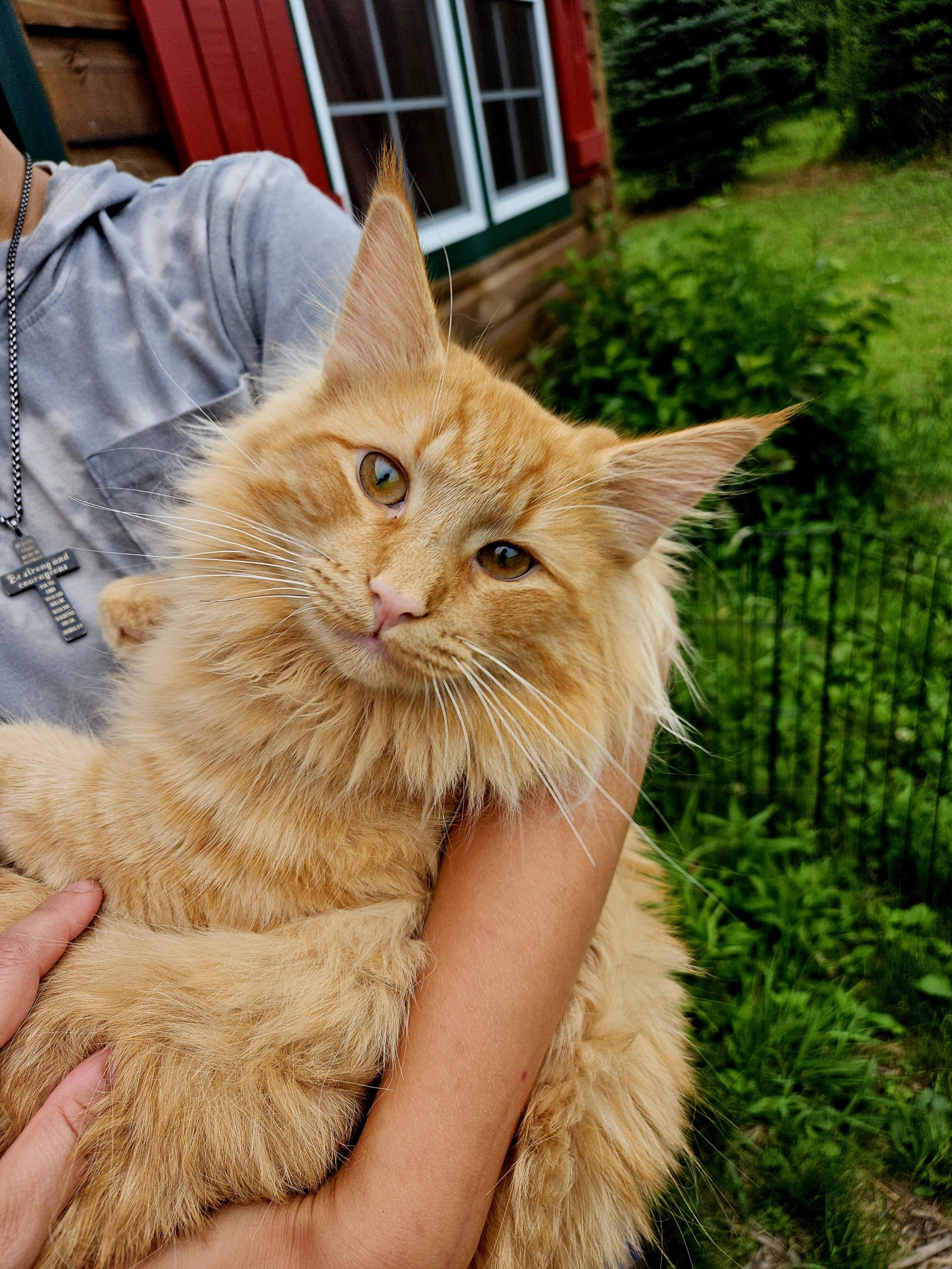 Goddess Cats Of The Forest