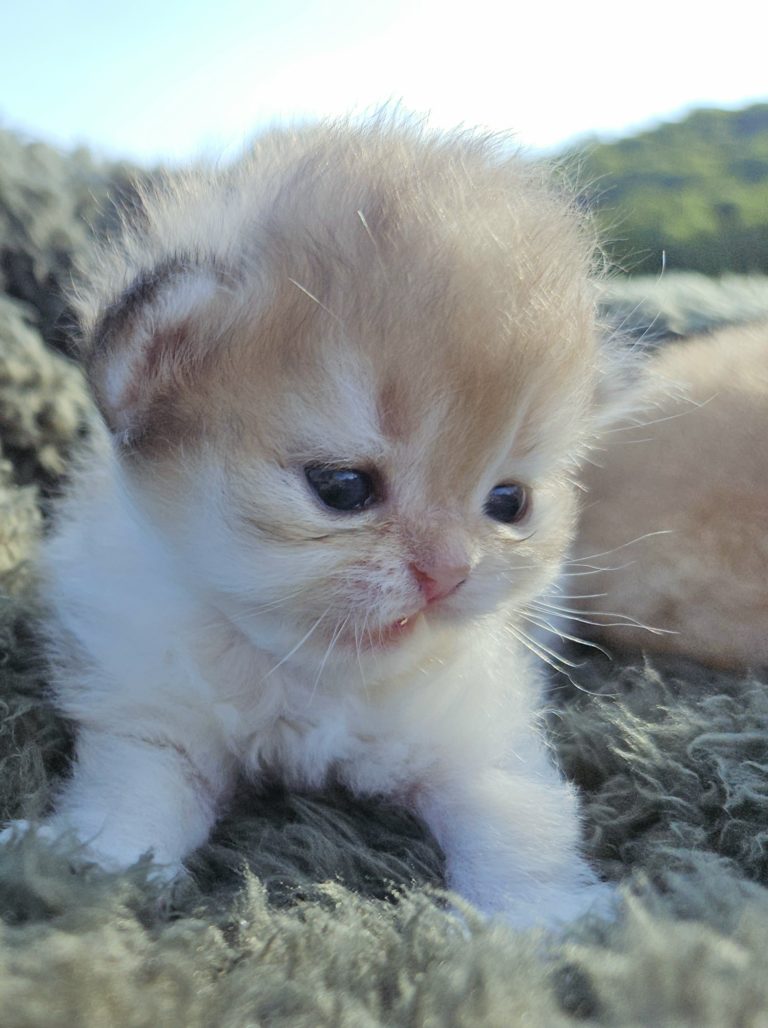 Goddess Cats Of The Forest