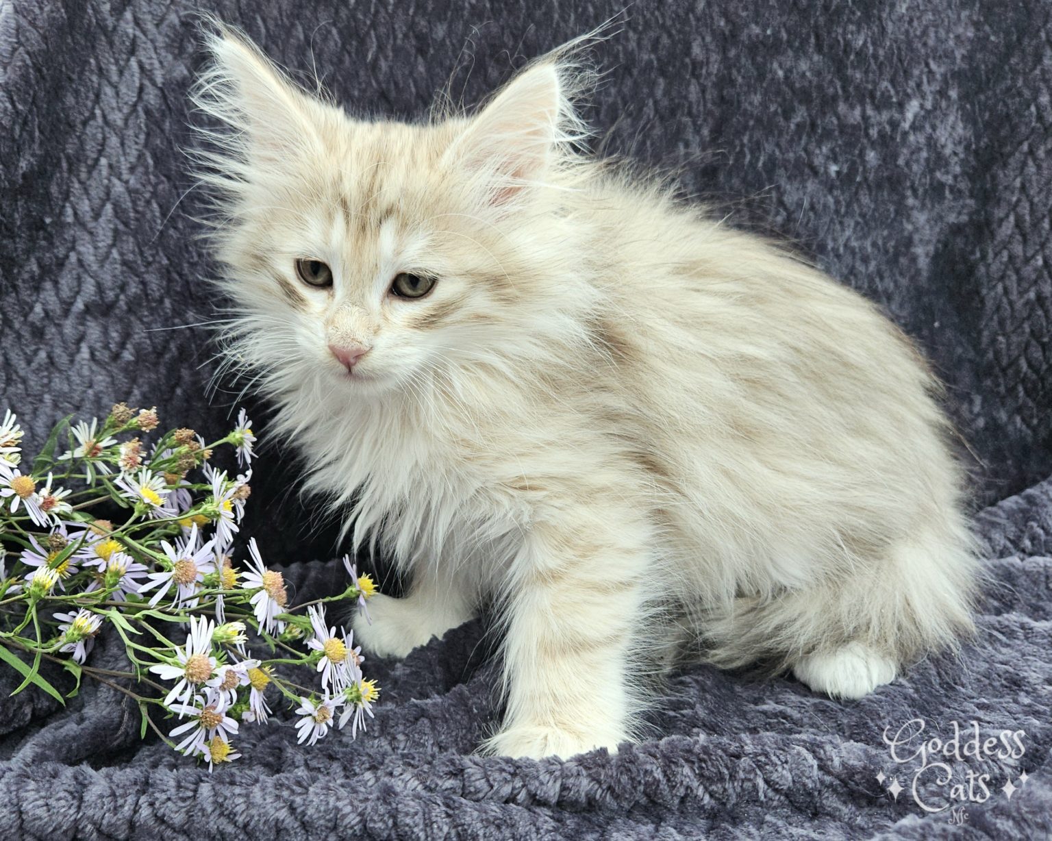 Goddess Cats Of The Forest