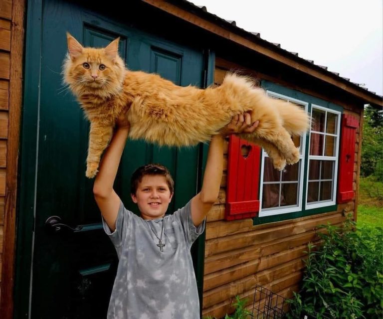 Our NFC Cats - Goddess Cats Of The Forest