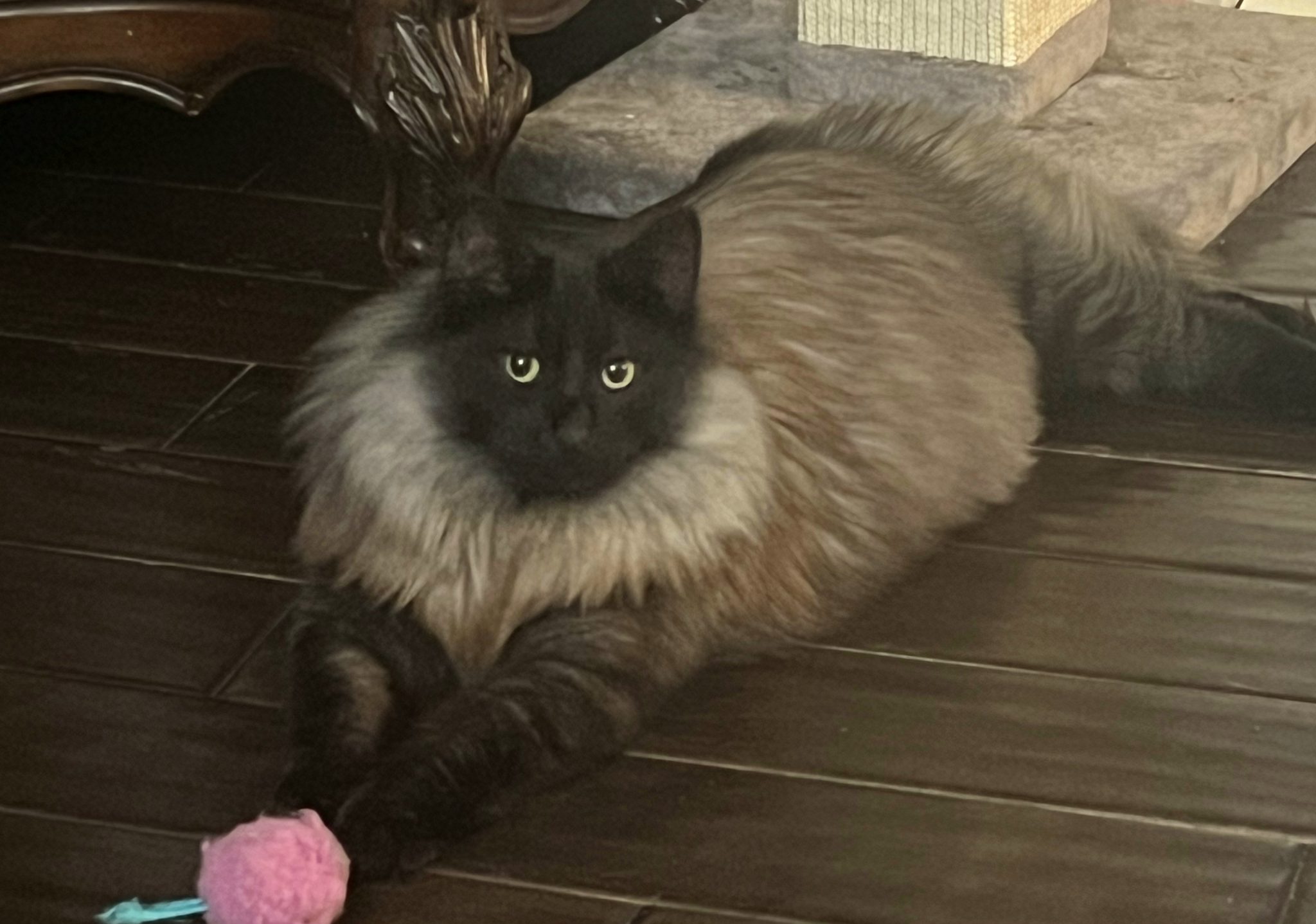 Goddess Cats Of The Forest