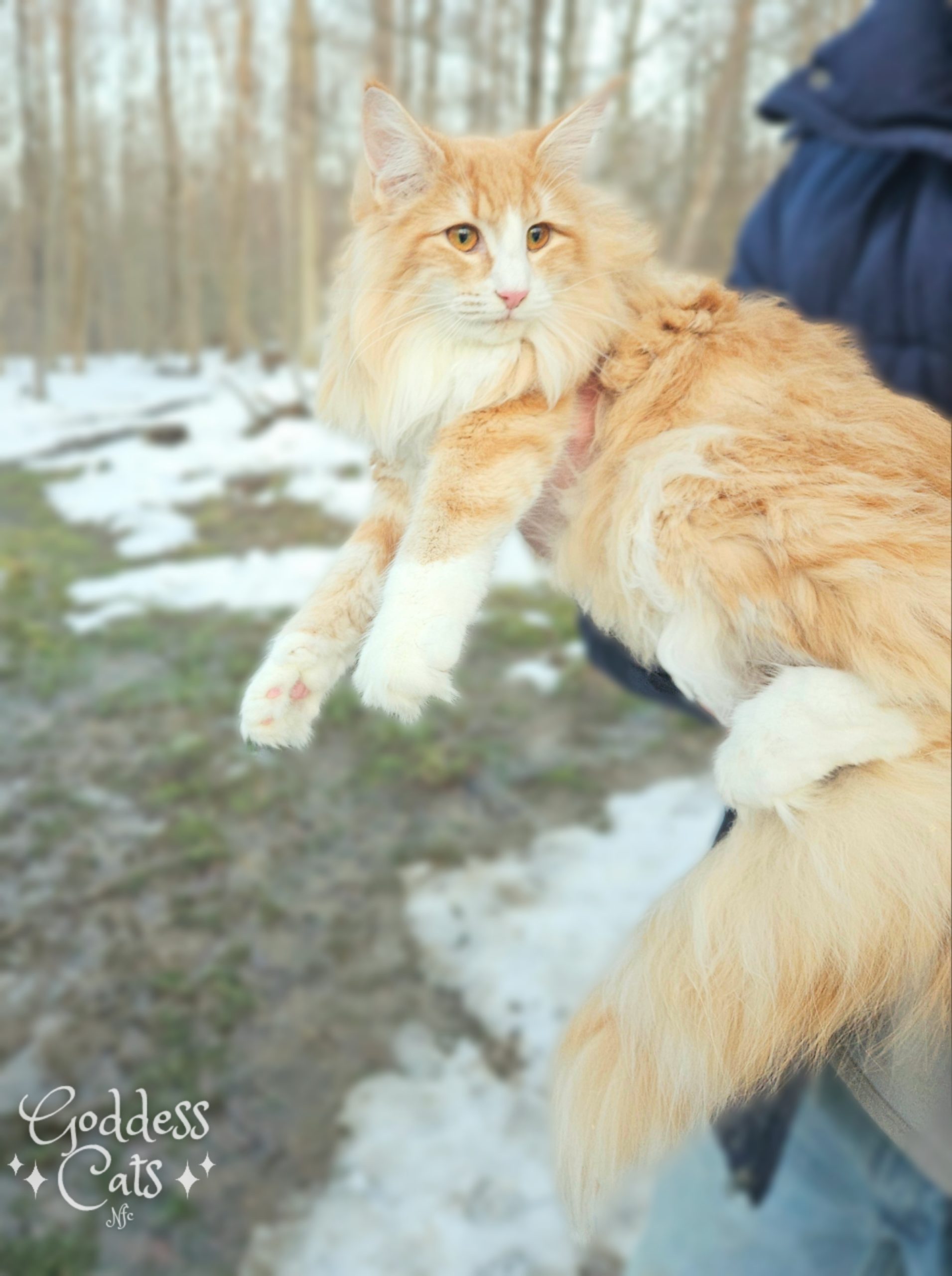Goddess Cats Of The Forest