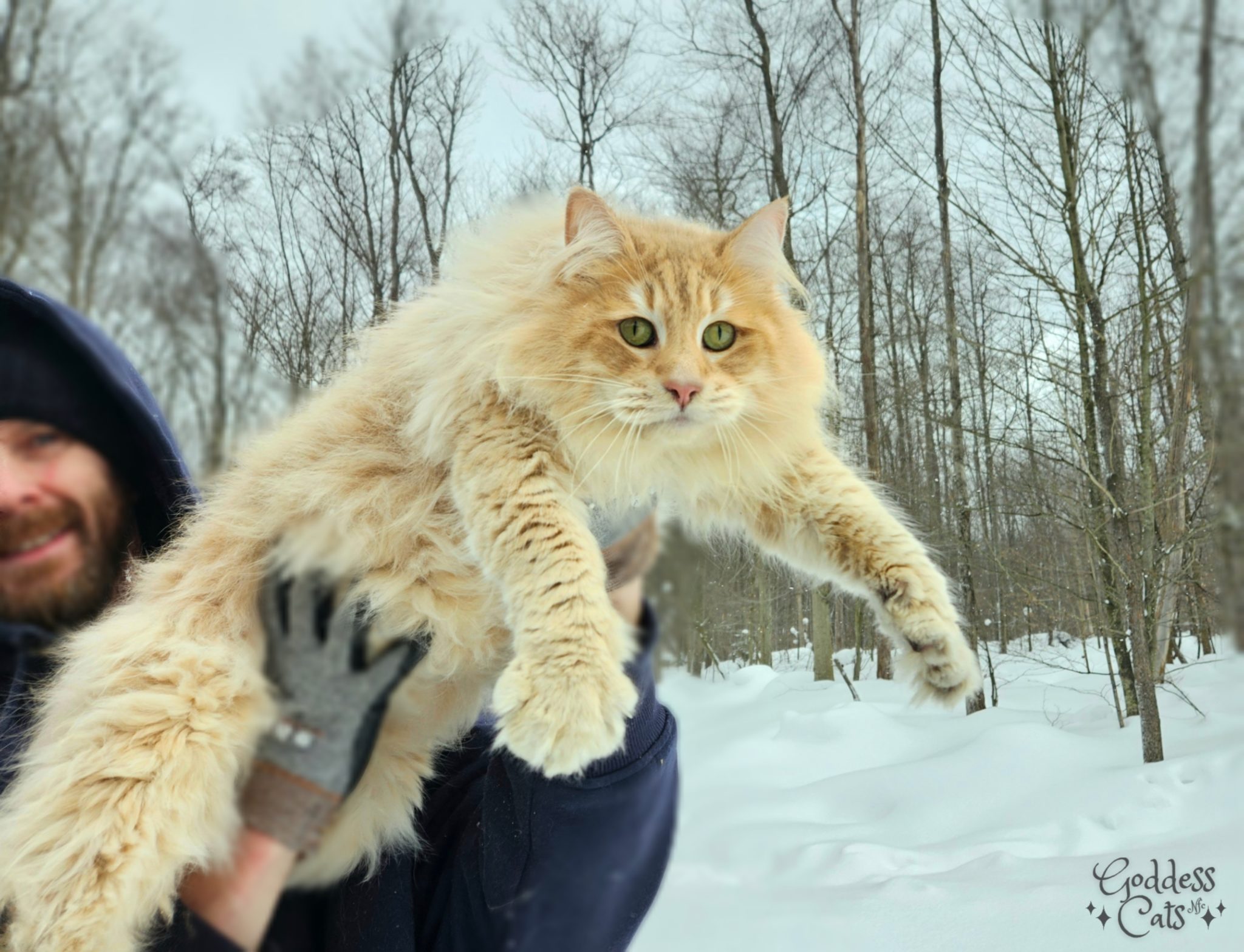 Goddess Cats Of The Forest