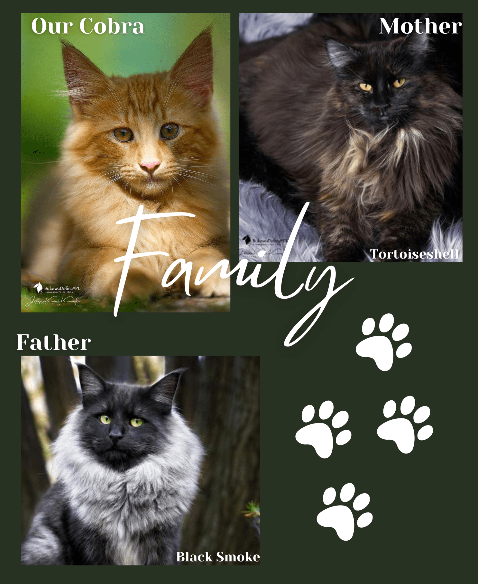 Our NFC Cats - Goddess Cats Of The Forest