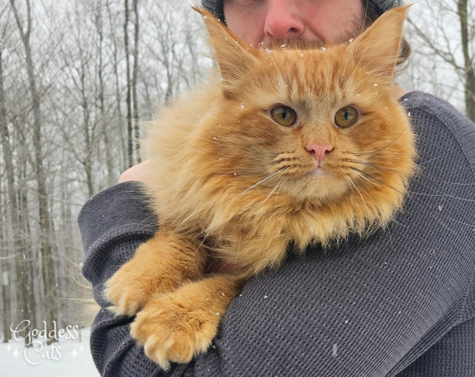 Goddess Cats Of The Forest