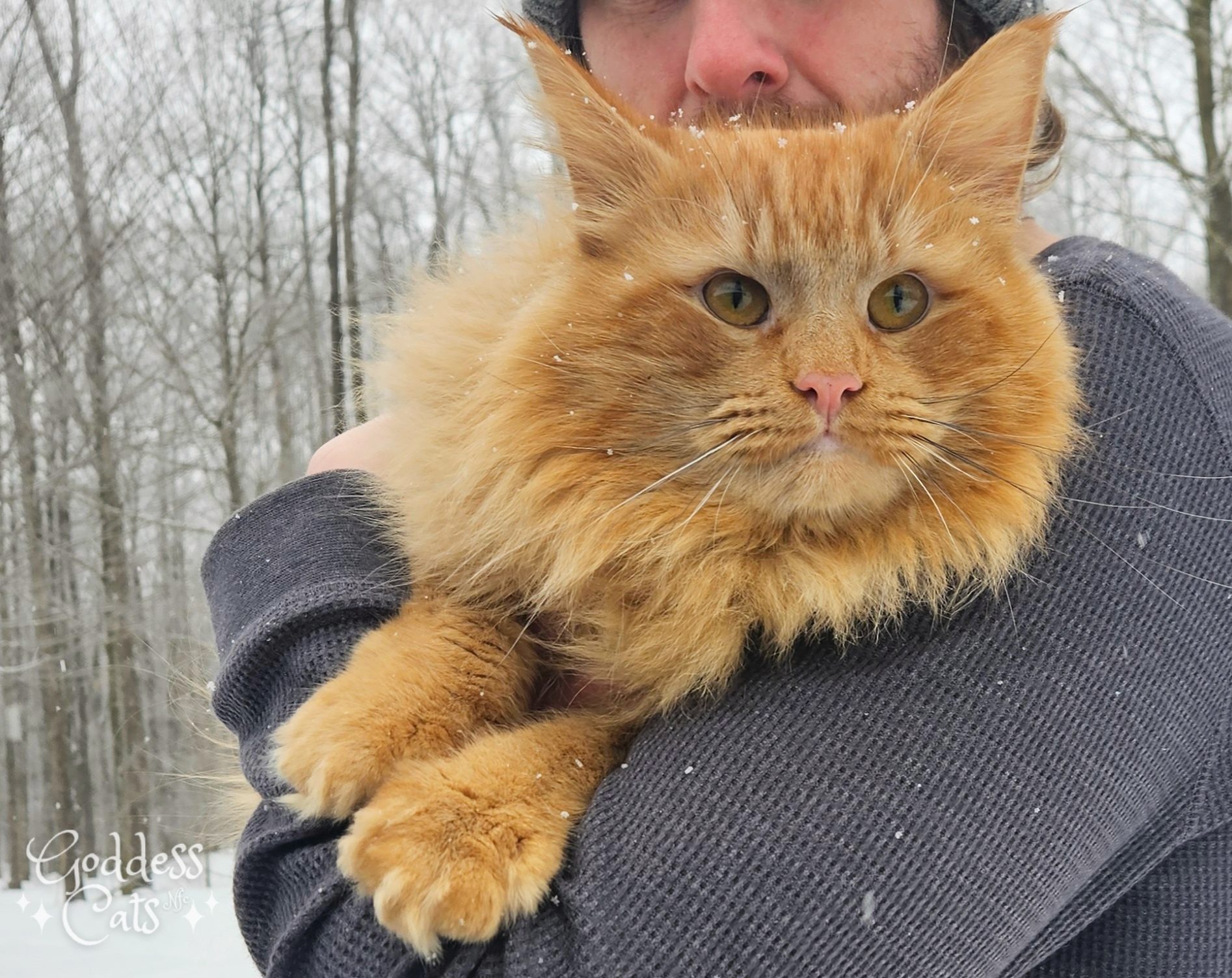 Goddess Cats Of The Forest