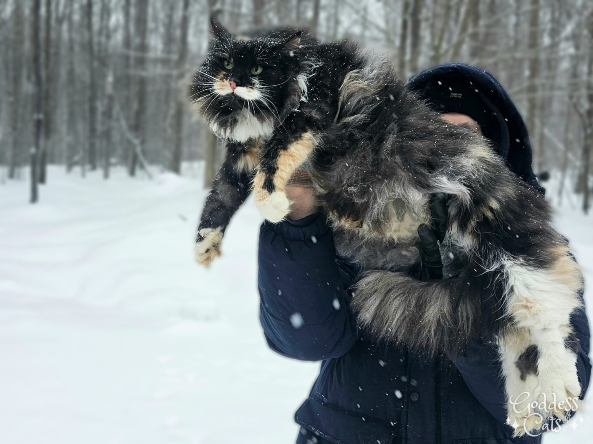 Goddess Cats Of The Forest