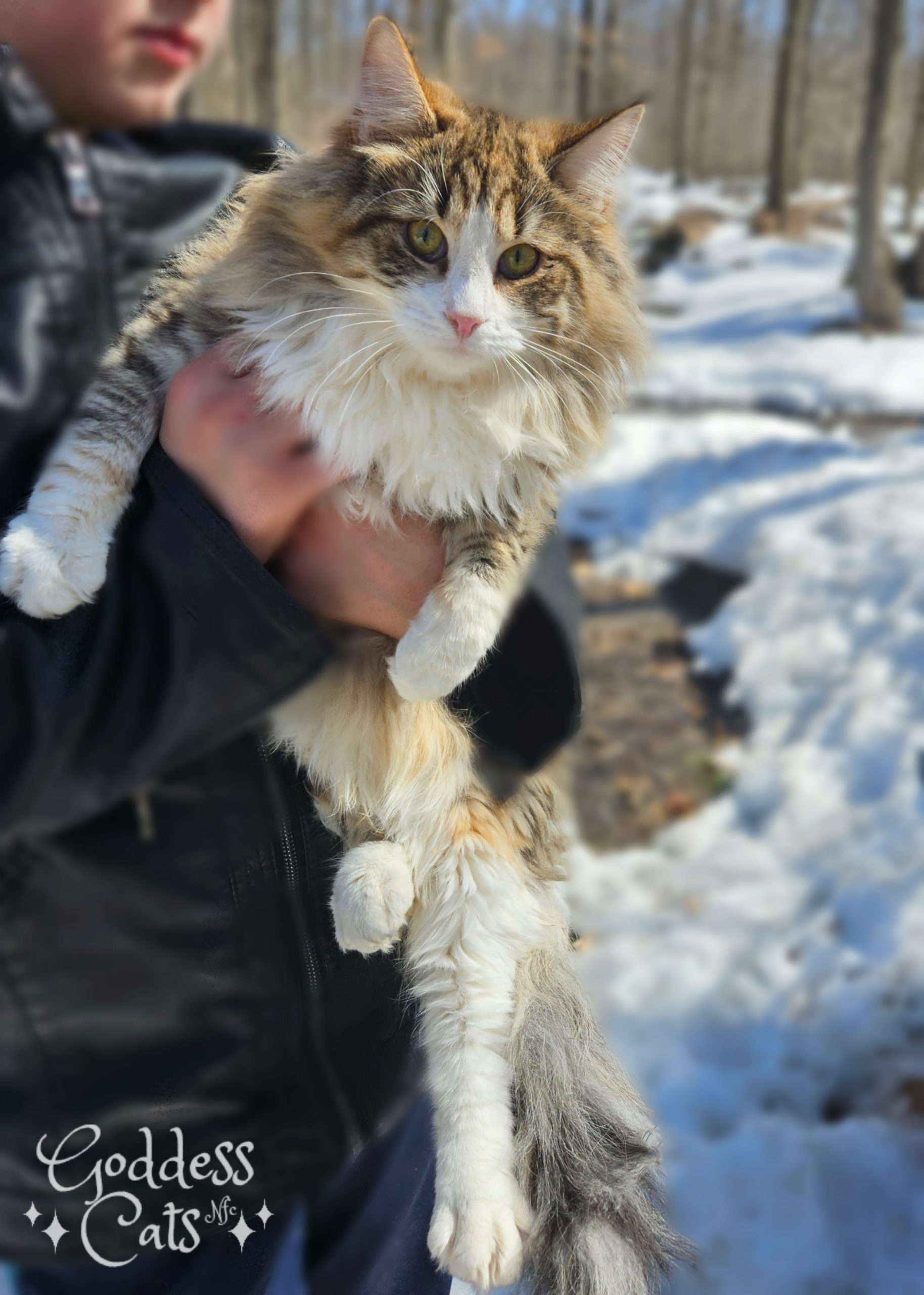 Our NFC Cats - Goddess Cats Of The Forest