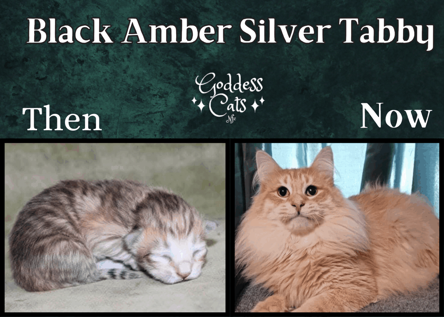 Goddess Cats Of The Forest