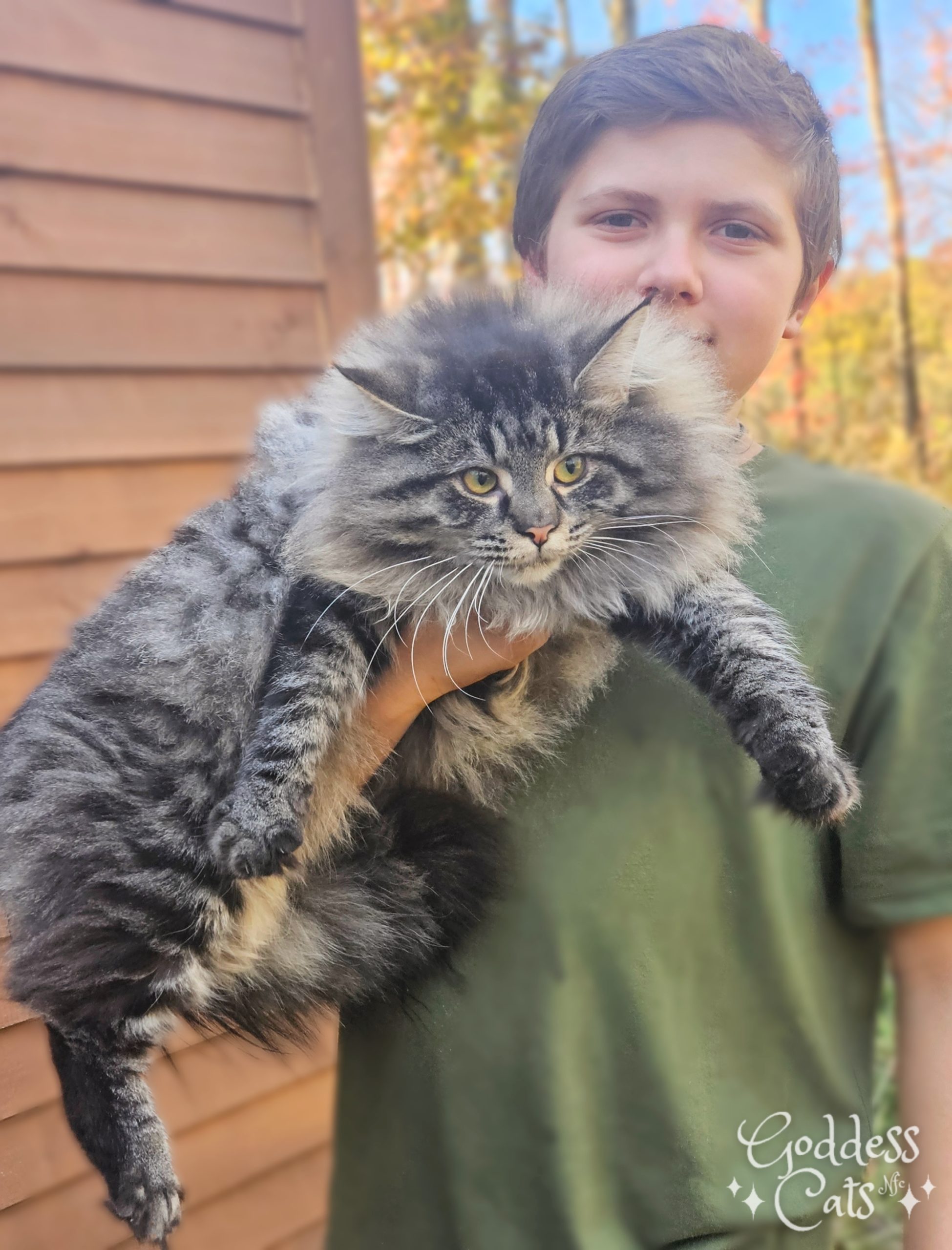 Goddess Cats Of The Forest